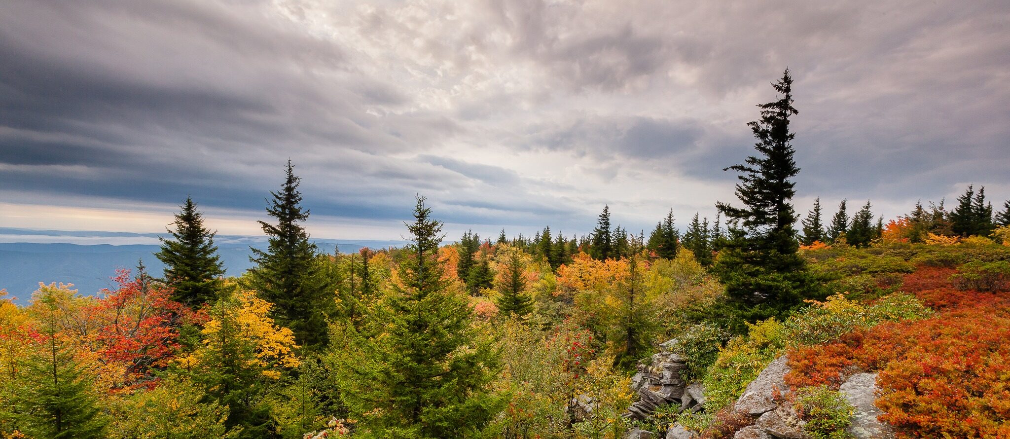 Want to Plant Red Spruce? – CASRI